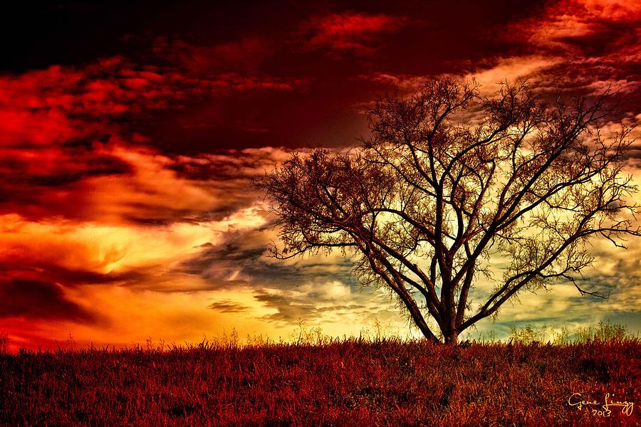 Lone Tree Sunset Photograph by Gene Linzy