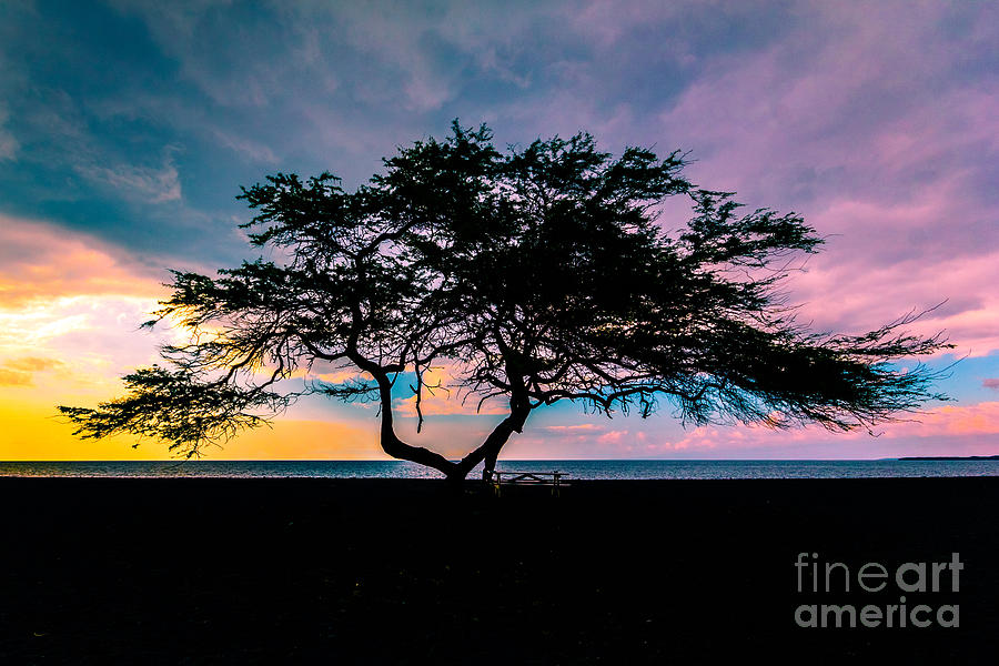 Lone Tree Photograph by Will Gottwald - Fine Art America