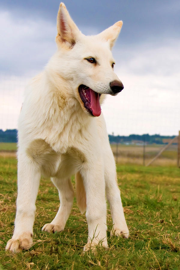 Lone wolf Photograph by Linette Simoes - Fine Art America
