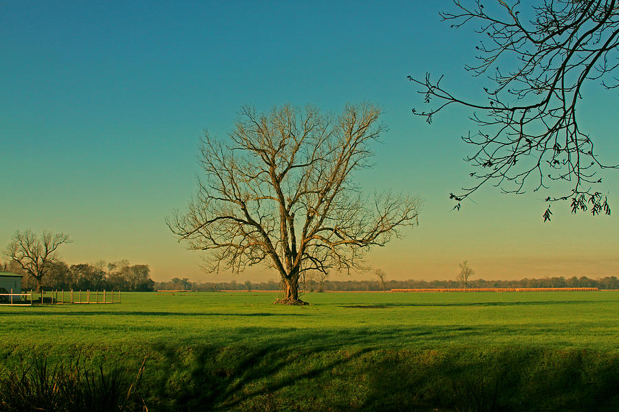 Lonely field Photograph by Ronald Olivier - Fine Art America