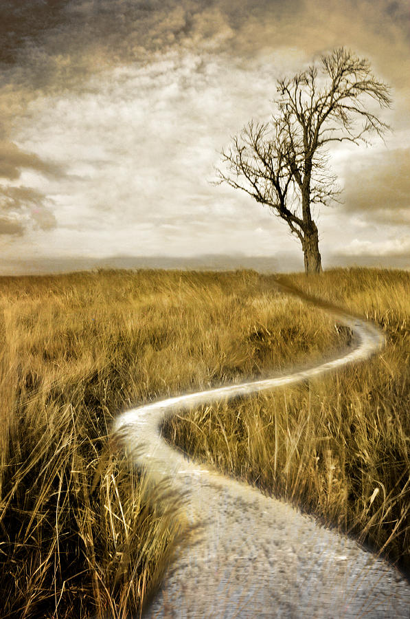 Lonely Path Photograph by Gary Murison - Fine Art America
