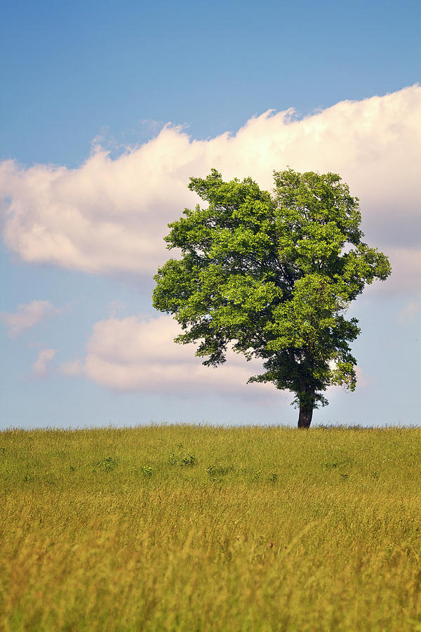 Lonely Tree by Malcolm Macgregor