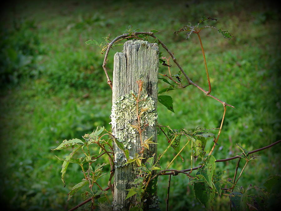 Long Time Standing Photograph by Lew Davis - Fine Art America