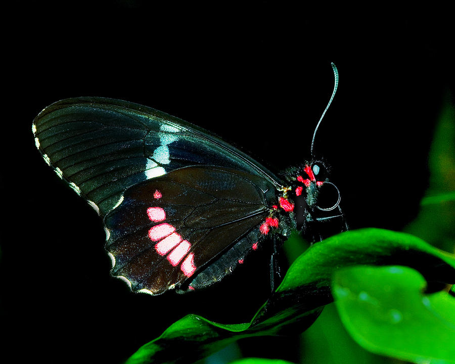 Longwing Photograph by Boyd E Van der Laan - Fine Art America
