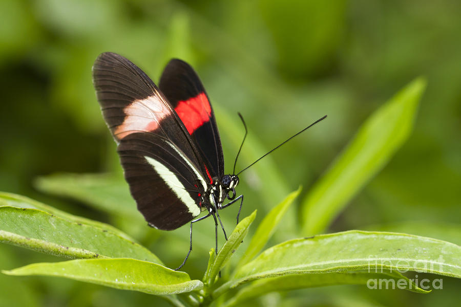 Long wing Butterfly on a Leaf Photograph by Bryan Keil - Fine Art America