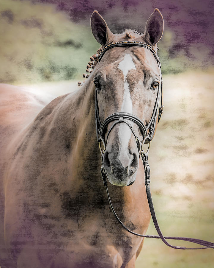 Looking Back Photograph by Mark Gladding - Fine Art America