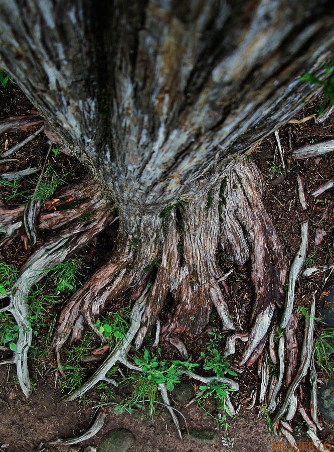 Looking Down a Tree Photograph by Ryan Brasier - Fine Art America