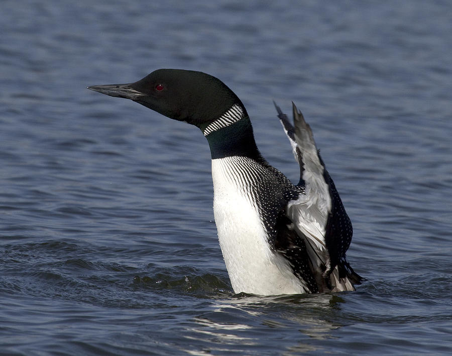 CommonLoon-0027 Photograph by Eric Mace - Pixels