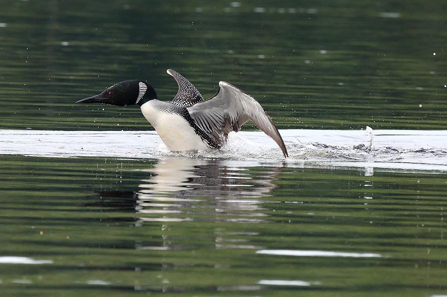 Loon attack 2 Photograph by Barry Shepherd - Fine Art America
