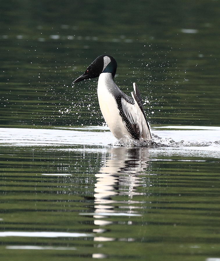 Loon attack Photograph by Barry Shepherd - Fine Art America