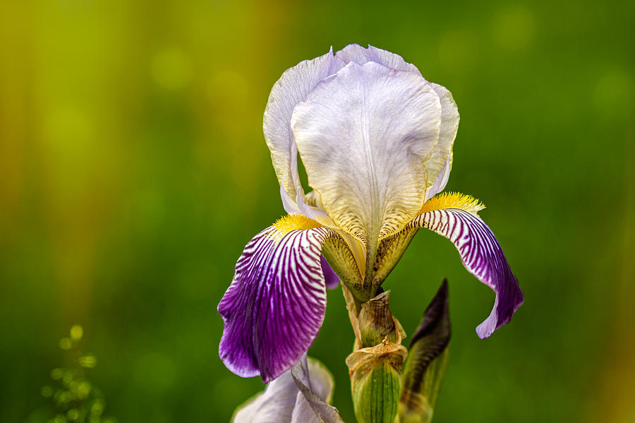 Loreley Iris Photograph by Michel Emery - Pixels