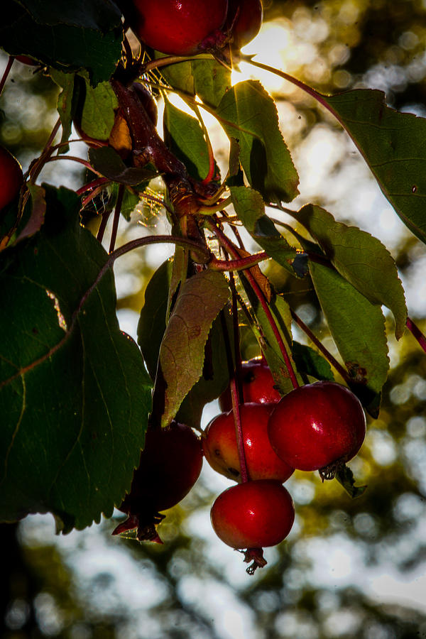 Low Hanging Fruit Photograph by Randy Shellenbarger | Fine Art America
