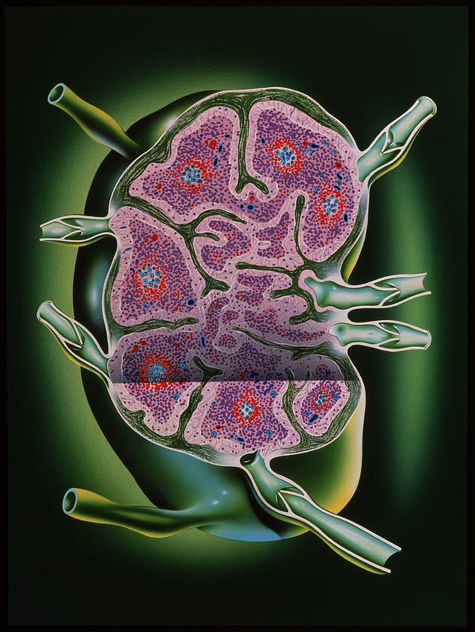 Lymph Node Photograph by John Bavosi - Pixels