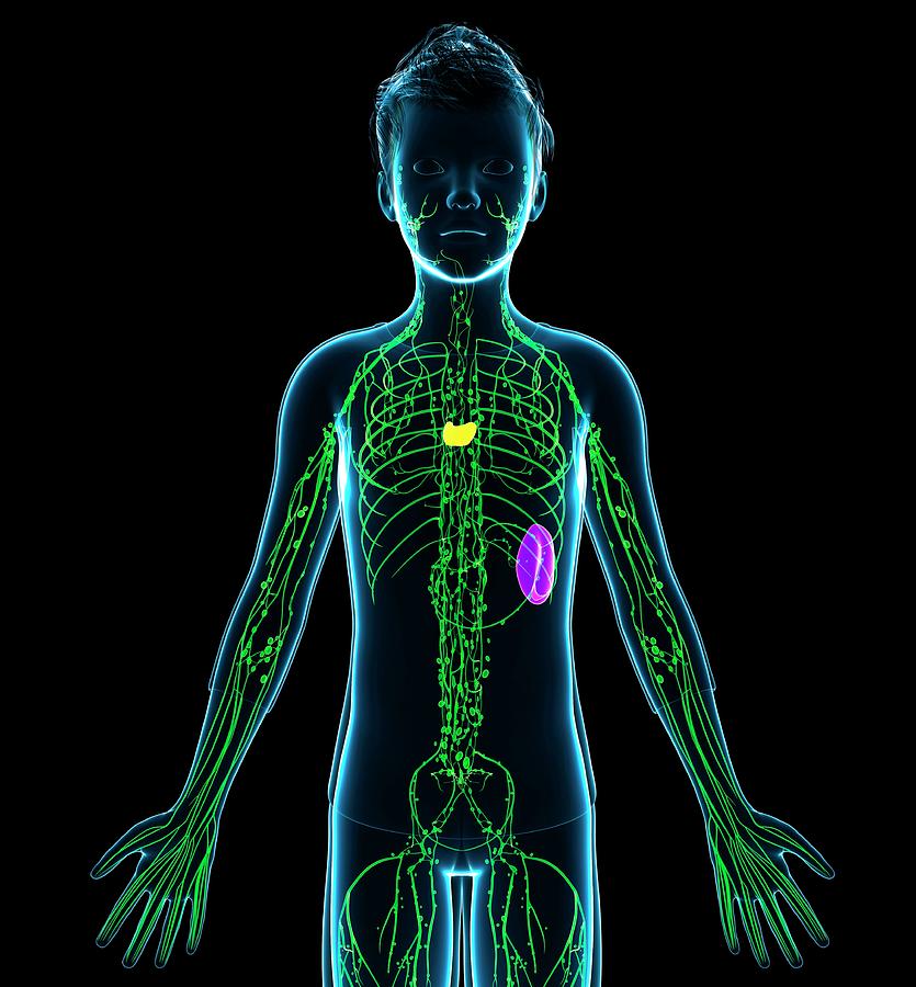 Lymphatic System Photograph by Science Photo Library - Pixels