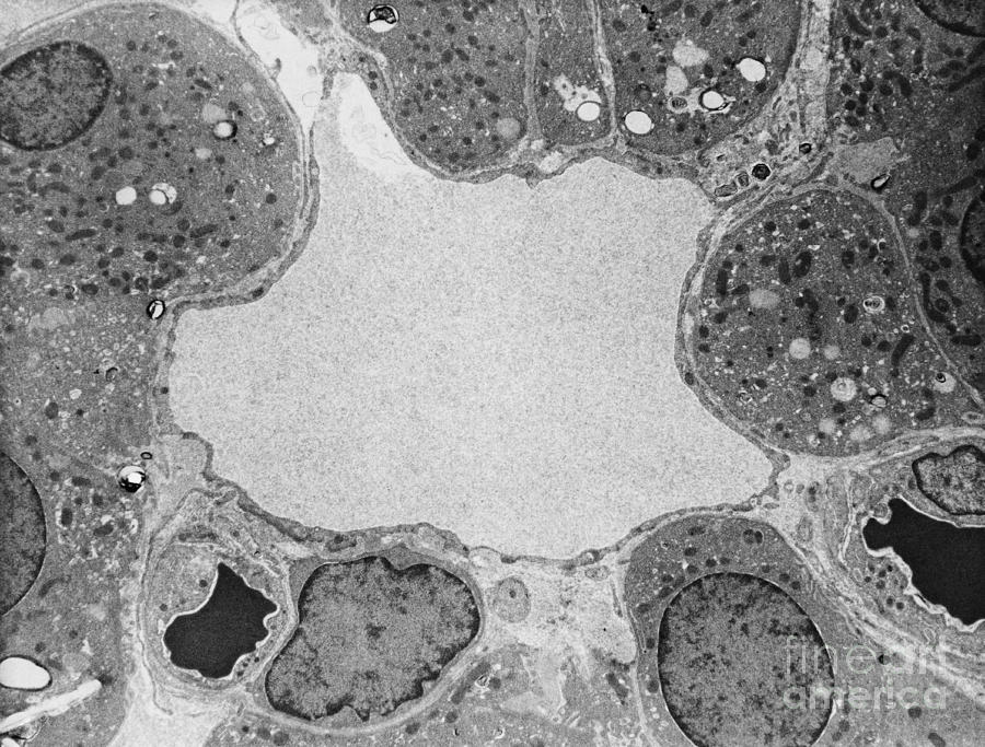 Lymphatic Vessel In Testis Tem Photograph by David M. Phillips - Pixels