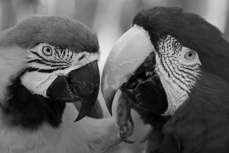 Macaws Of Color B W 4 Photograph by Rob Hans - Fine Art America
