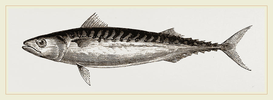 Mackerel Drawing by Litz Collection - Fine Art America