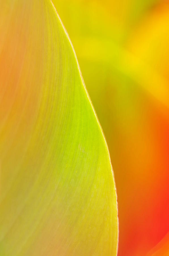 Macro Art Photograph by Jerry Mann - Fine Art America