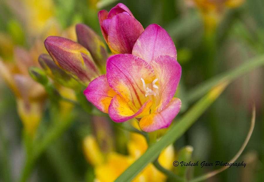 Macro flower art Photograph by Vishesh Gaur - Fine Art America Macro flower art Photograph by Vishesh Gaur - Fine Art America