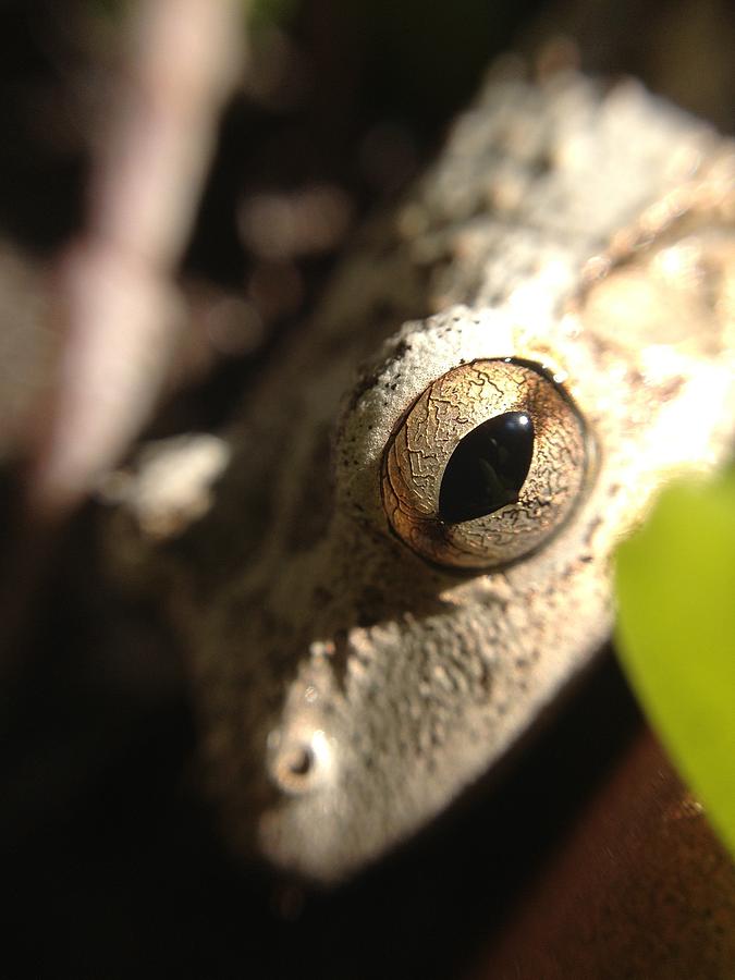 Macro Frog Photograph by Michael Neely - Fine Art America