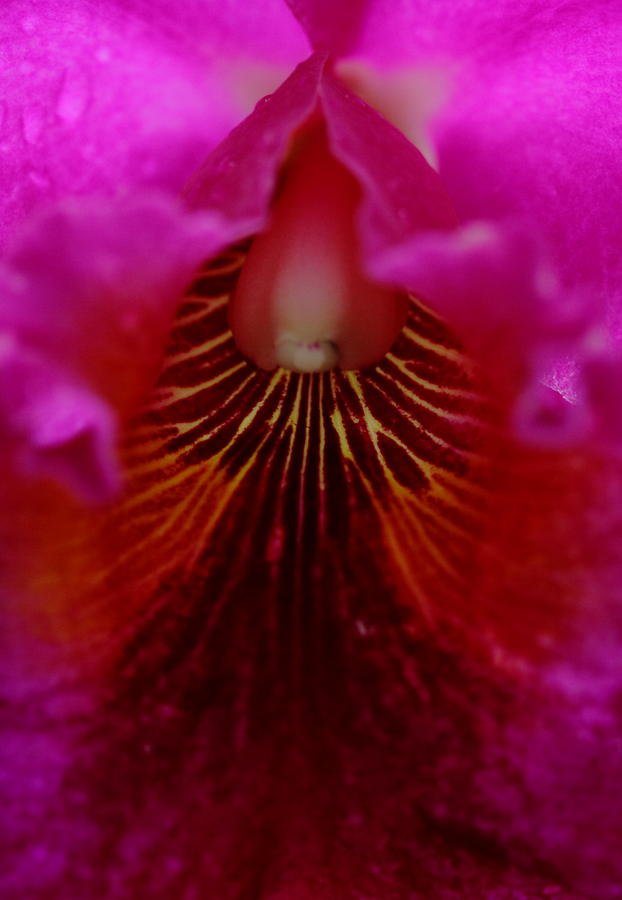 Macro Orchid Photograph by Peter Feo - Fine Art America