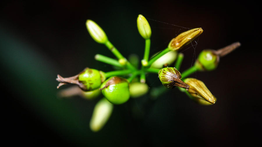 Macro - Plant Photograph by Anson Loo - Fine Art America
