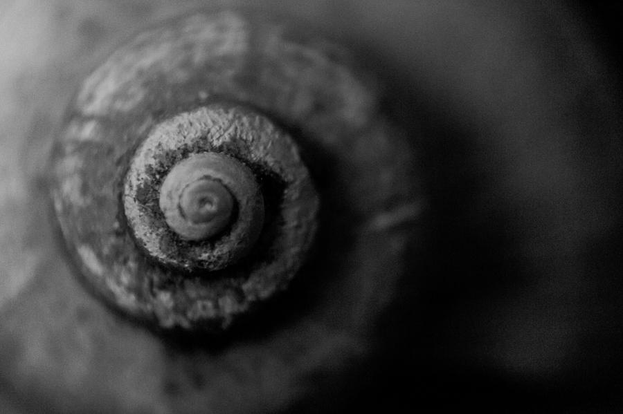 Macro shell Photograph by Fottomx - Fine Art America