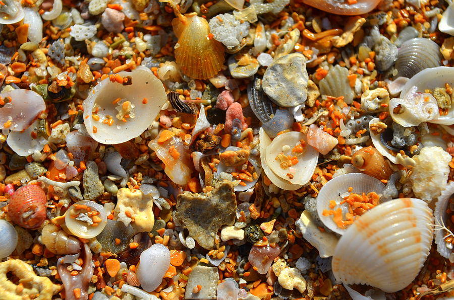 Macro Shells On Sand3 Photograph by Riad Art - Fine Art America