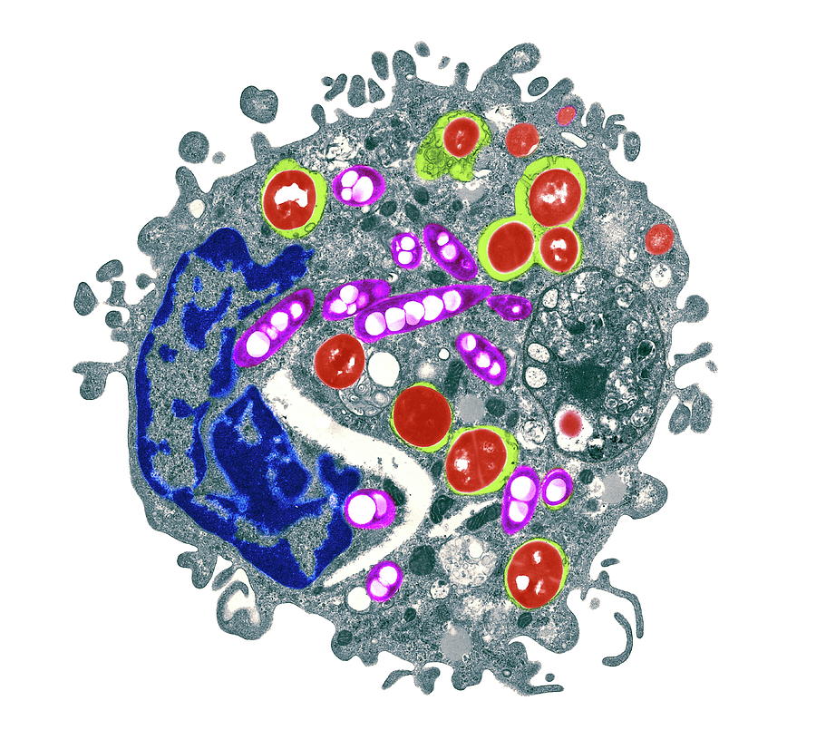Macrophage With Bacteria by Science Photo Library