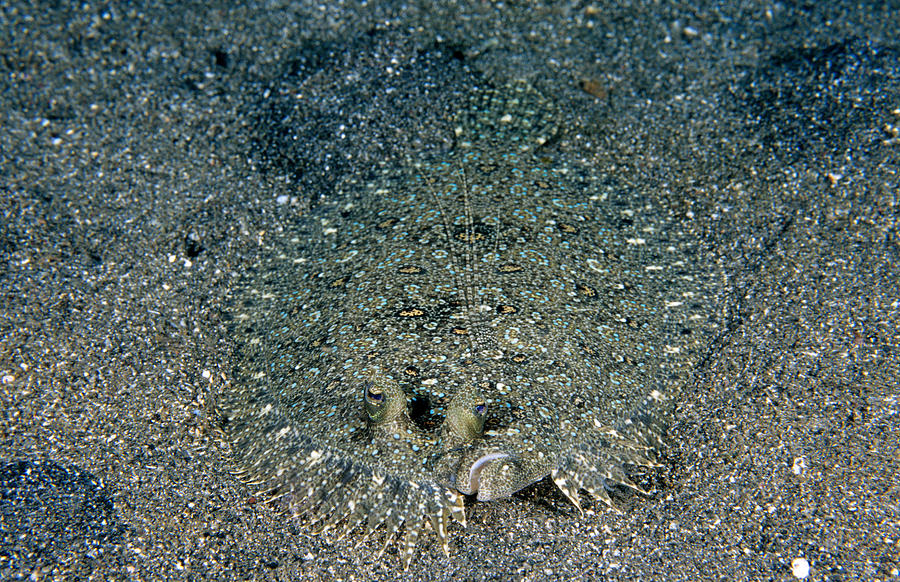 Maculated Flounder Photograph by Andrew J. Martinez - Fine Art America