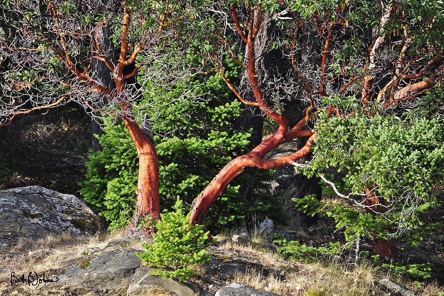 Madrona Tree Photograph by Beth B Johns