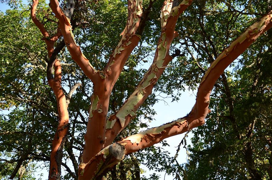 Madrona Tree Photograph by Chuck Overton
