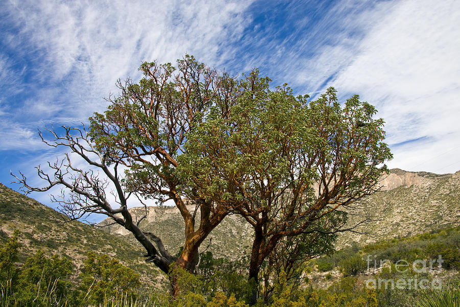 Madrone Trees Photograph by Bob Phillips | Fine Art America