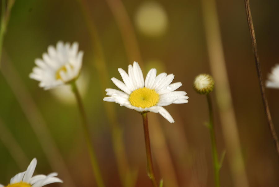Magic Photograph by Aimee Beauvais - Fine Art America