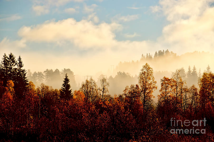 Magic fall forest Photograph by Gry Thunes - Fine Art America