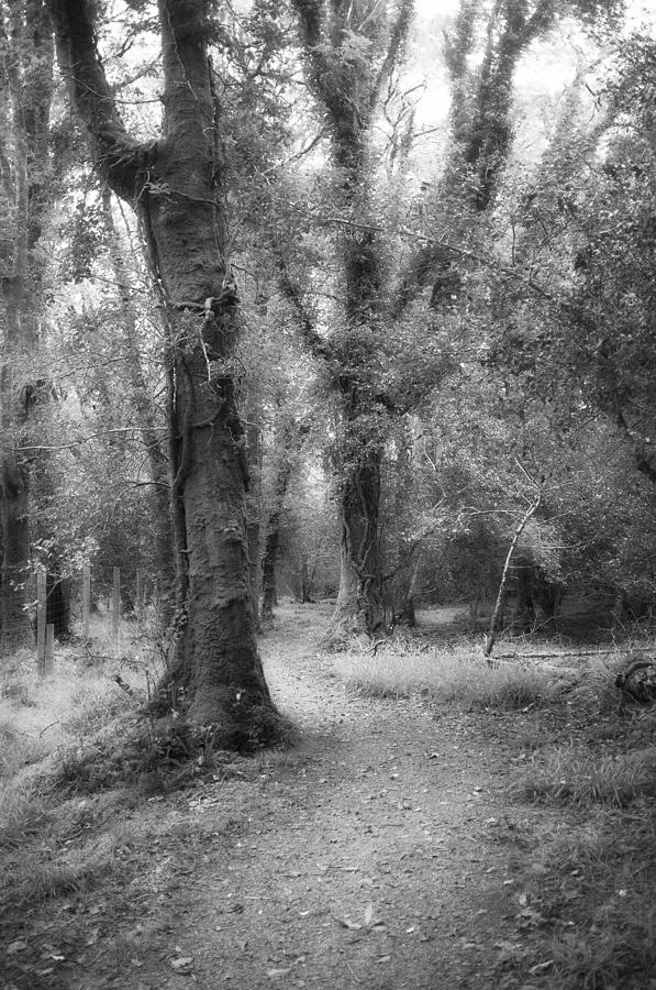Magic Path Photograph by Hugh Smith - Fine Art America