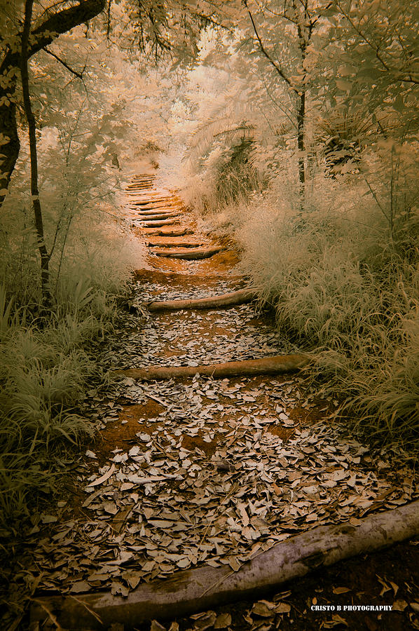 Magic path II Photograph by Cristo Bolanos - Fine Art America