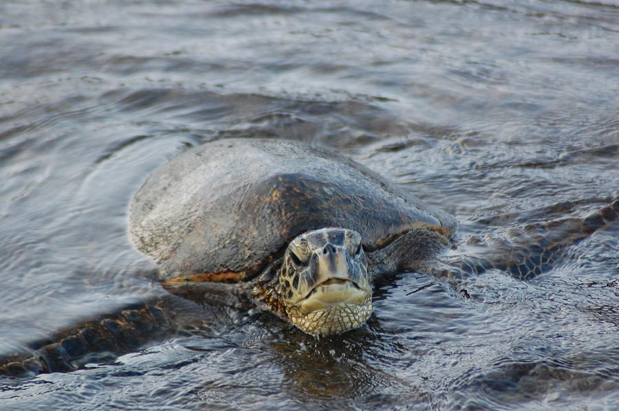Magic Turtle Photograph by Anna Gardner - Fine Art America