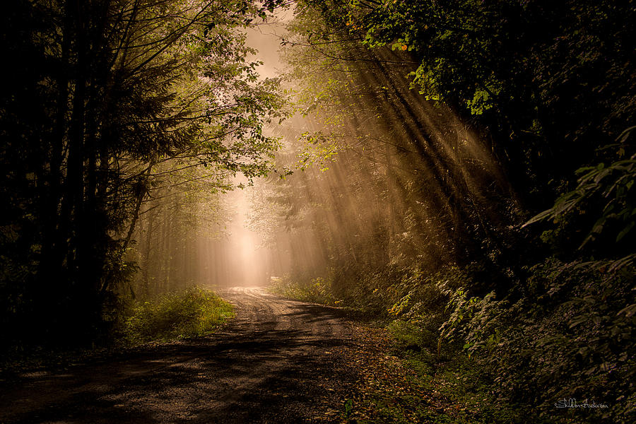 Magical Sunlight 2 Digital Art by Sheldon Anderson - Fine Art America