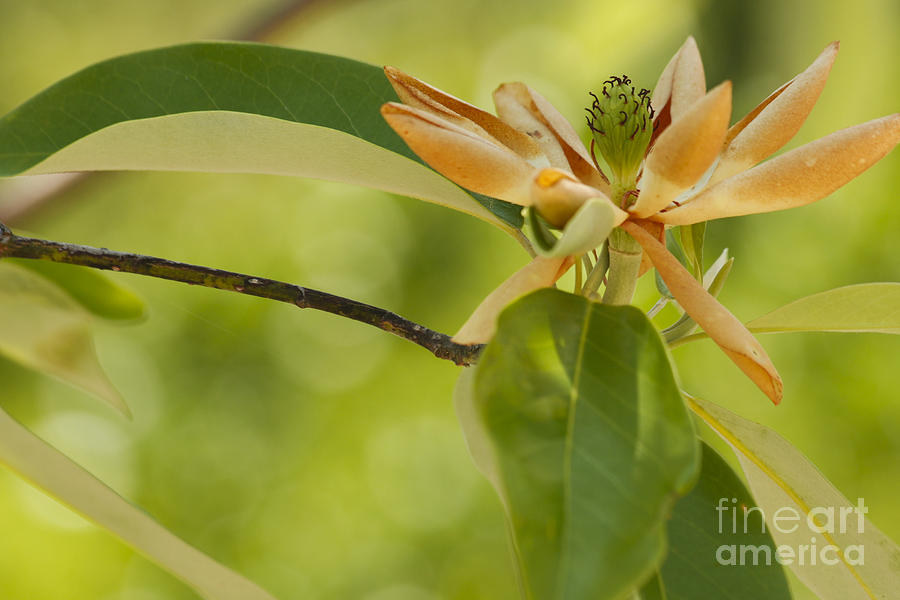 Magnolia Photograph By Christina Gupfinger Fine Art America