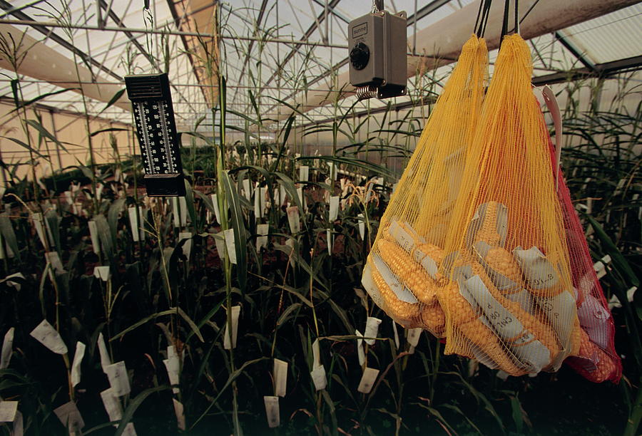 Maize Samples by Science Photo Library