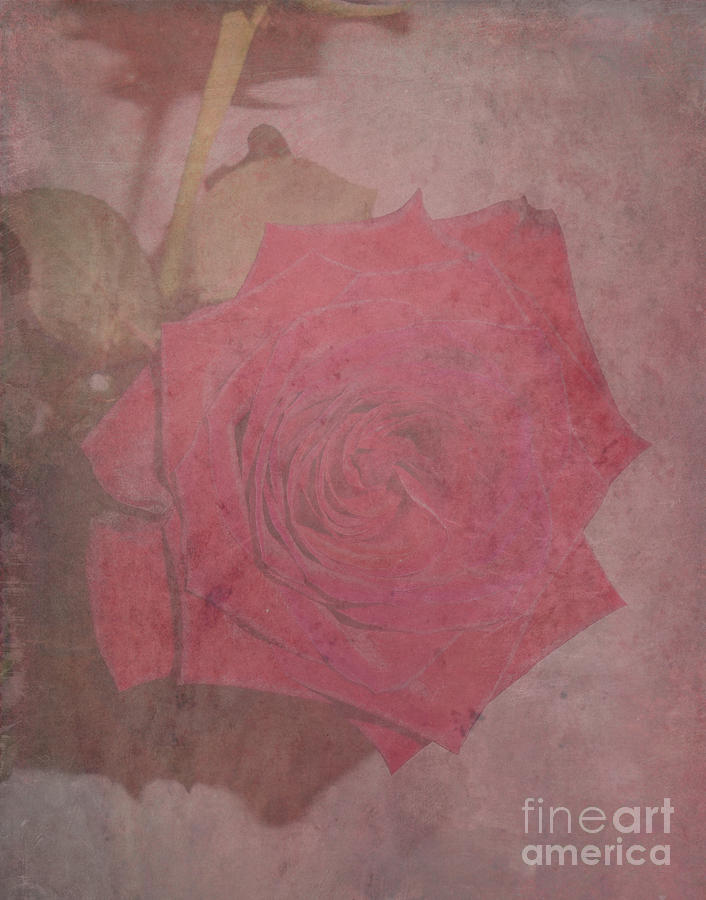 Make An Impression Photograph by Adri Turner - Fine Art America