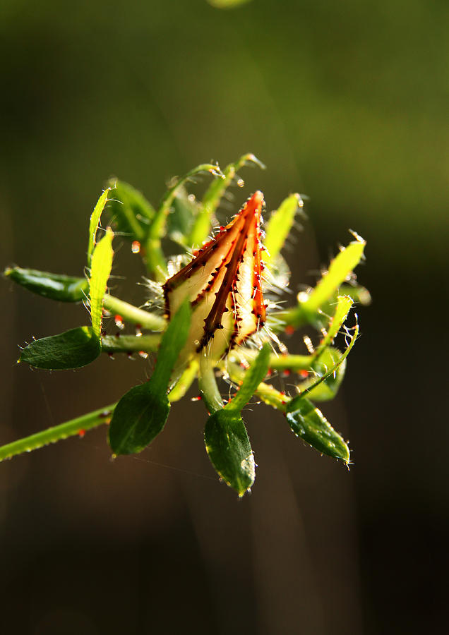 Make my day Photograph by Backyard Civilization - Fine Art America