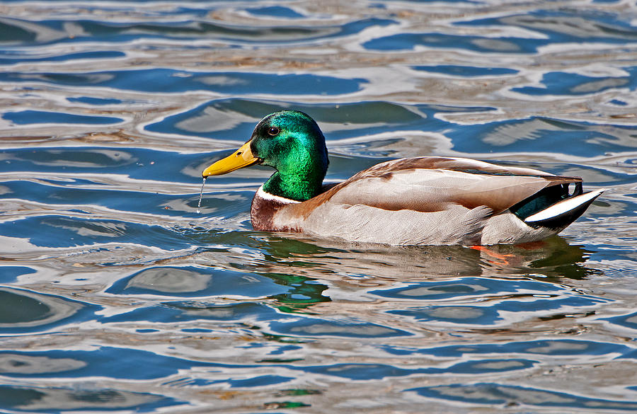 Malard Photograph by Elijah Weber | Fine Art America