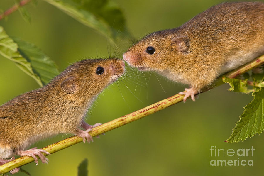 Male And Female Harvest Mice Photograph By Jean Louis Klein And Marie Luce Hubert Fine Art America
