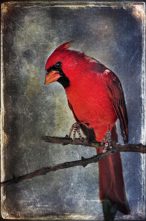 Male Cardinal Photograph by Barbara Manis - Fine Art America
