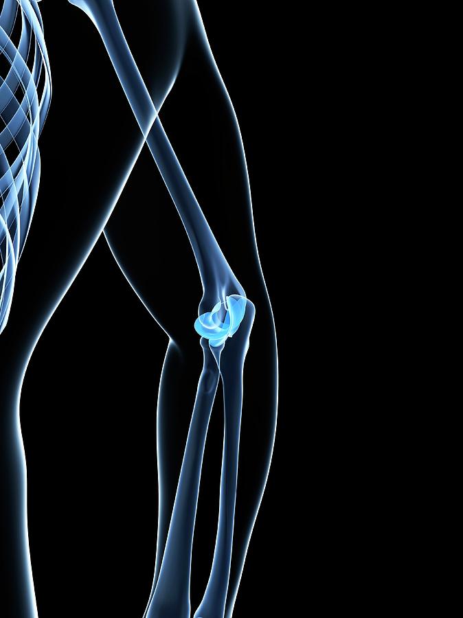 Male Elbow Bones Photograph by Sciepro/science Photo Library - Pixels