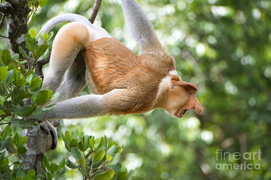 Male Proboscis Monkey Photograph by Louise Murray