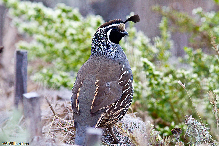 Male Valley Quail Photograph by Brian Williamson - Fine Art America