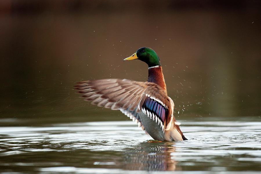 Mallard by Science Photo Library